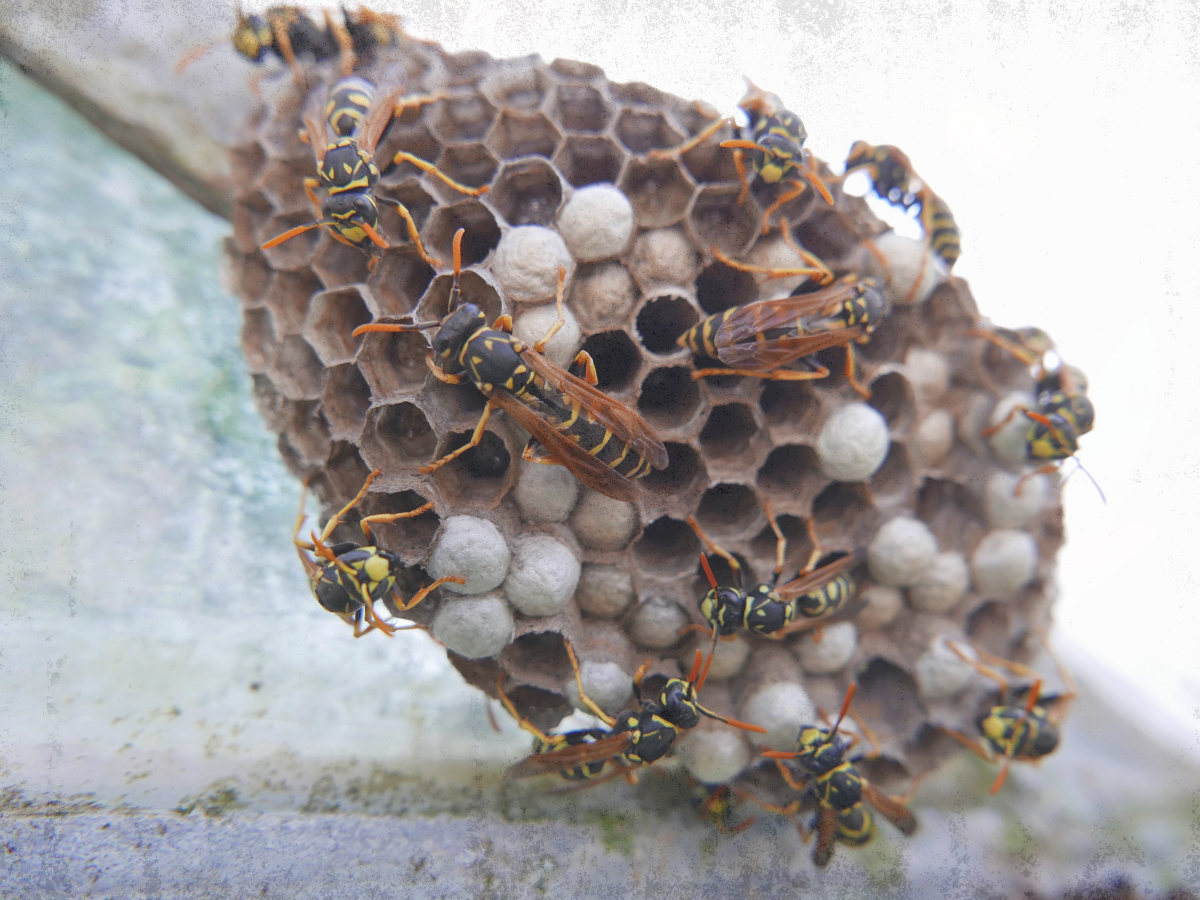Types of Wasps Around Homes and How to Stop Them