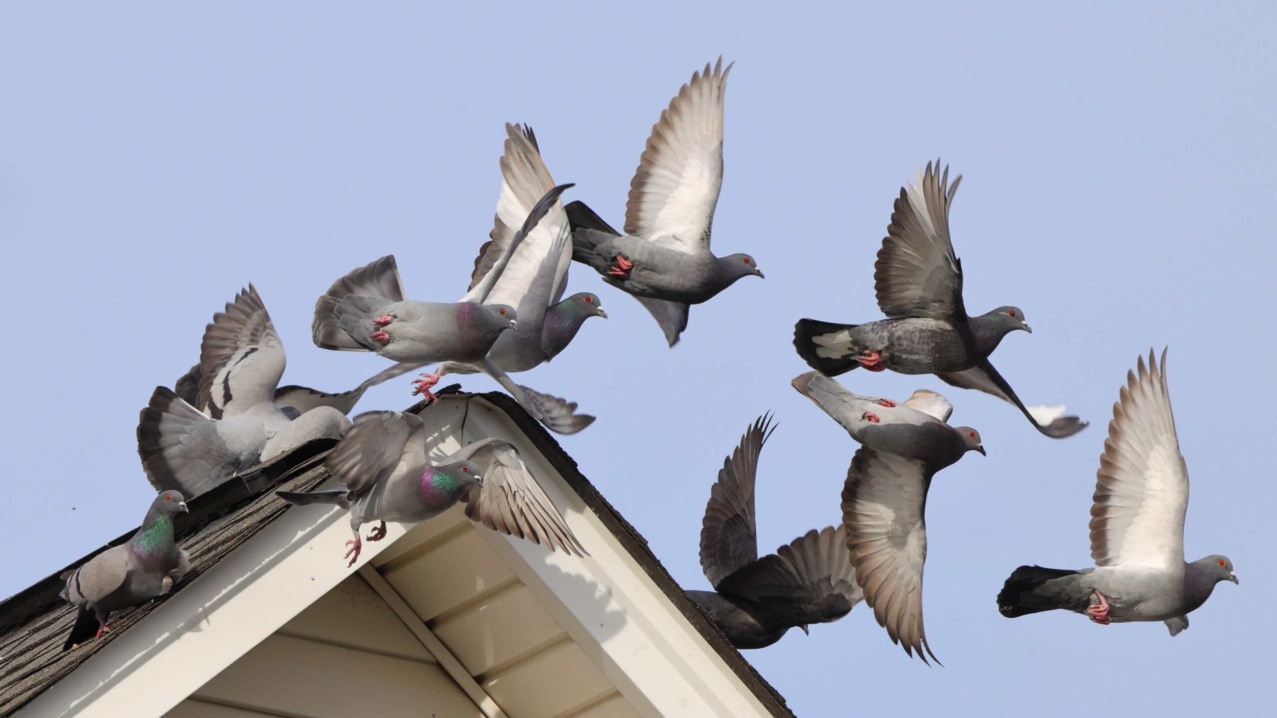 How to Handle Undesired Pigeon Infestation on Your Property