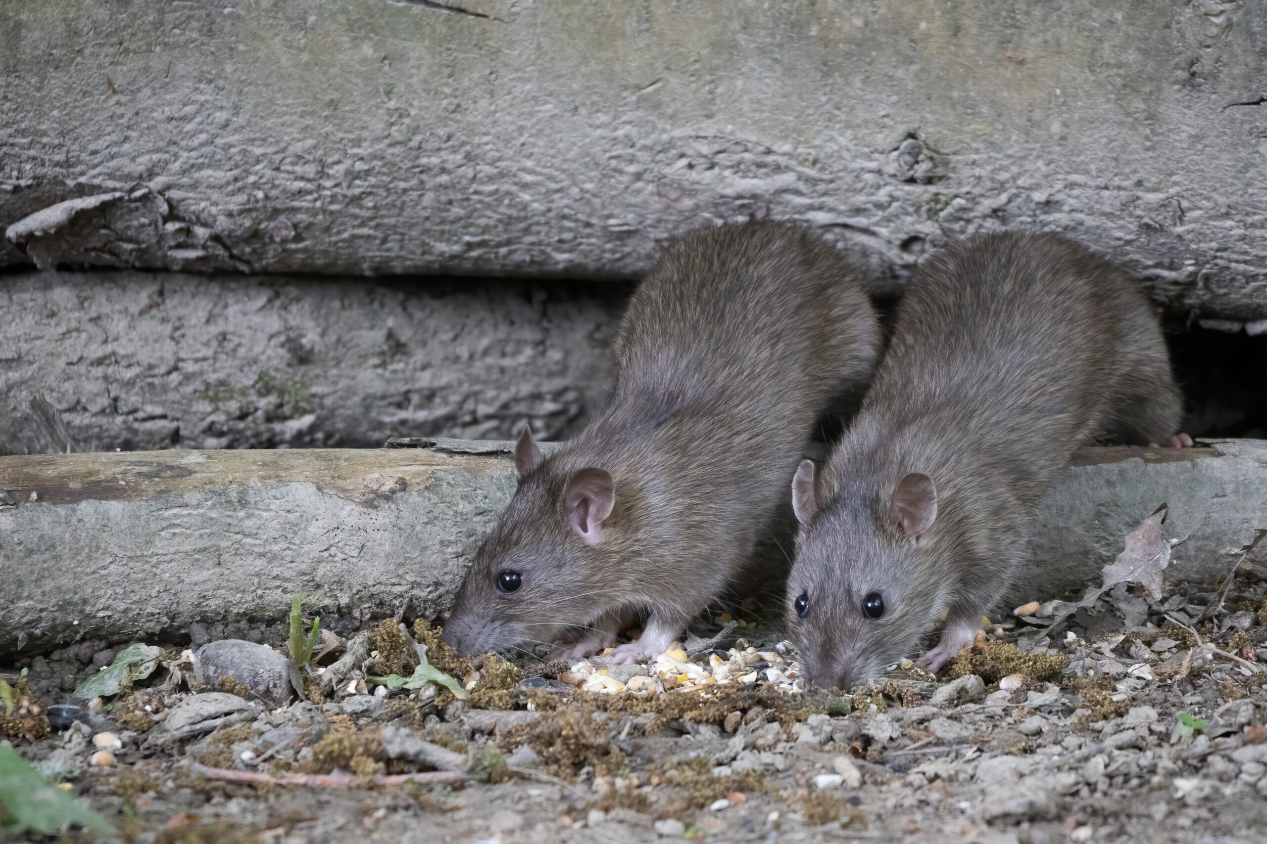 How to Get Rid of a Rat Infestation Before Winter