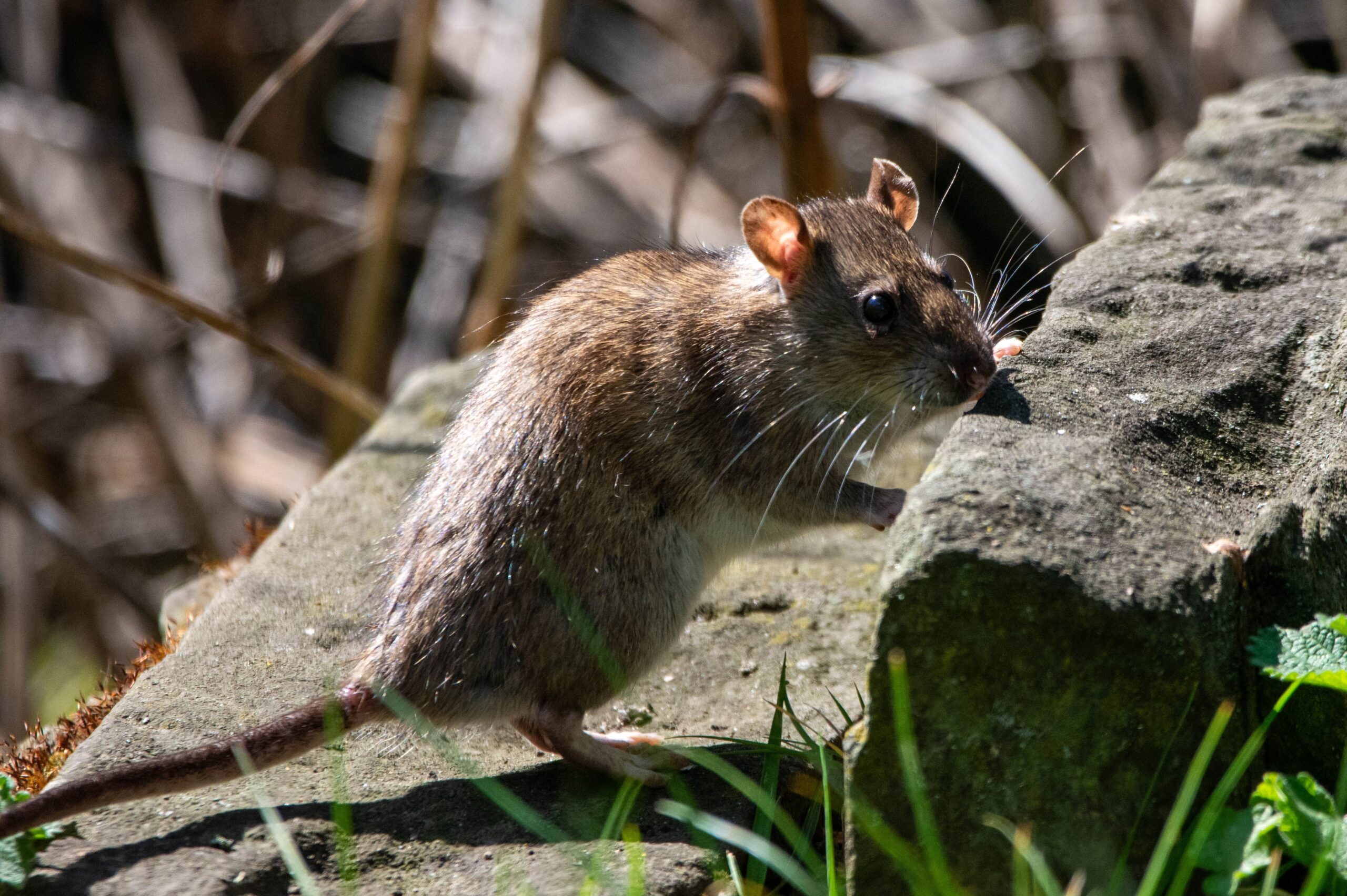 What Causes Rat Infestation Before Winter in Wisconsin